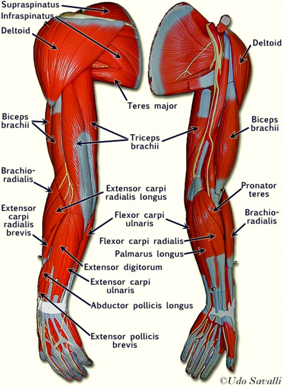 Arm Muscle Diagram Exatin info