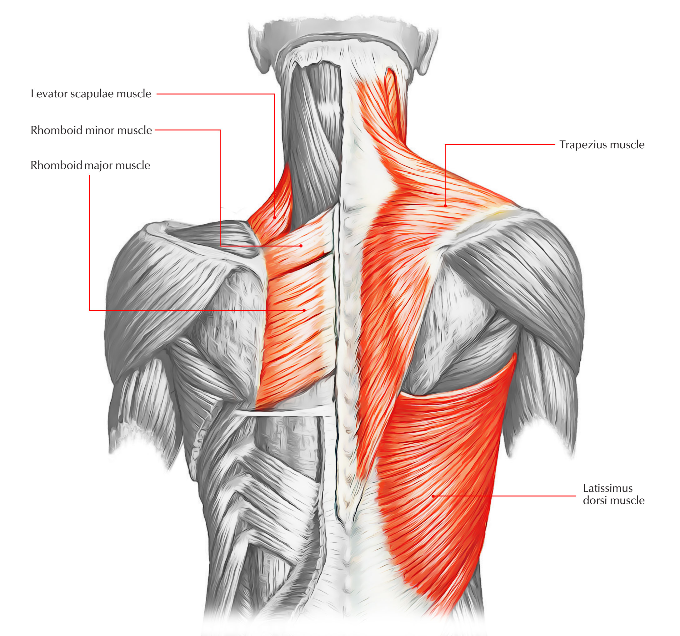 Diagram Of Back Exatin info