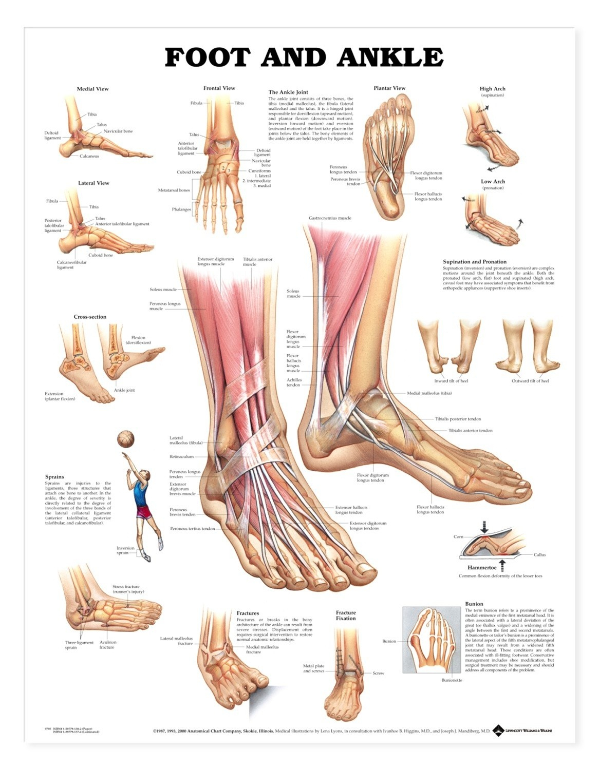 Parts Of The Foot