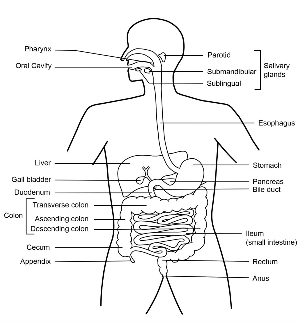 Digestive System Diagram Exatin info Digestive System Diagram Exatin info