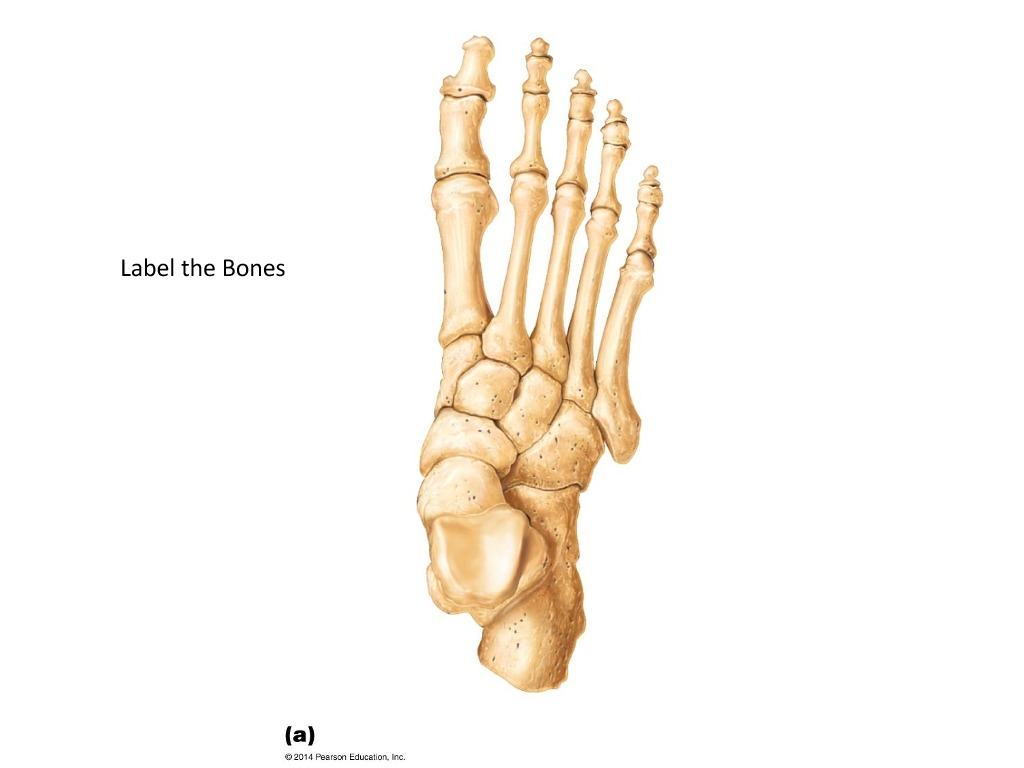 Foot Bones Diagram Exatin info Foot Bones Diagram Exatin info