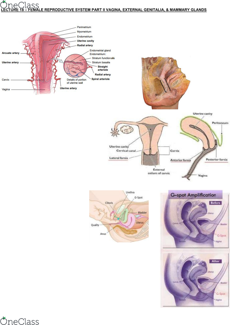 G Spot Diagram Exatin info