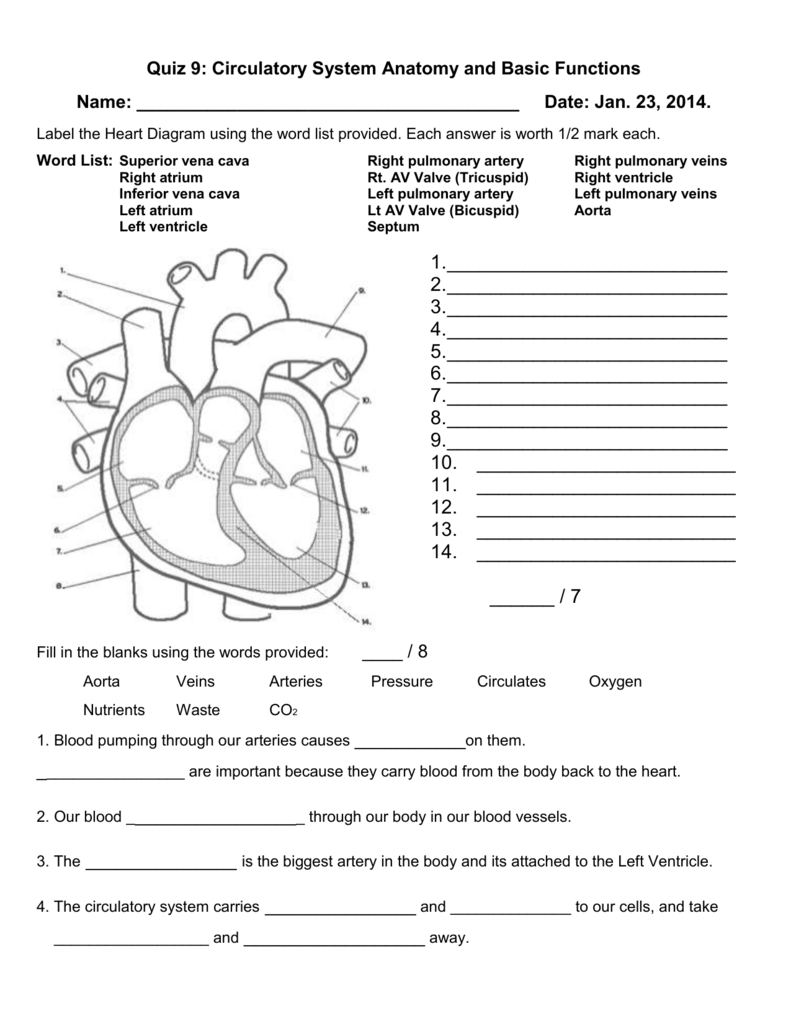 Heart Labeled Diagram Quiz Heart Labeled Diagram Quiz