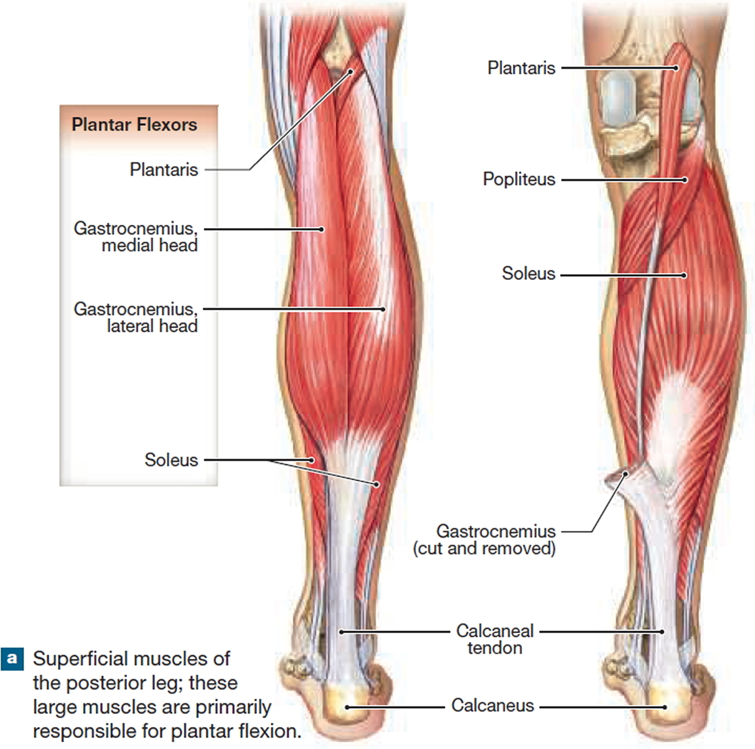Leg Muscle Diagram Exatin info