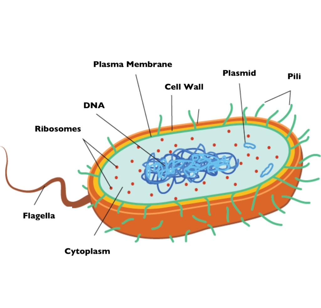 Diagram Of Bacteria Exatin Info