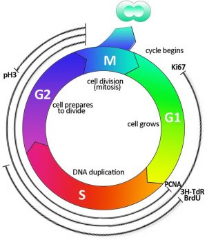 Diagram Of Cell Cycle - exatin.info
