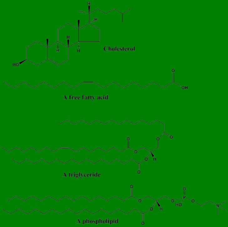 Diagram Of Lipids - exatin.info