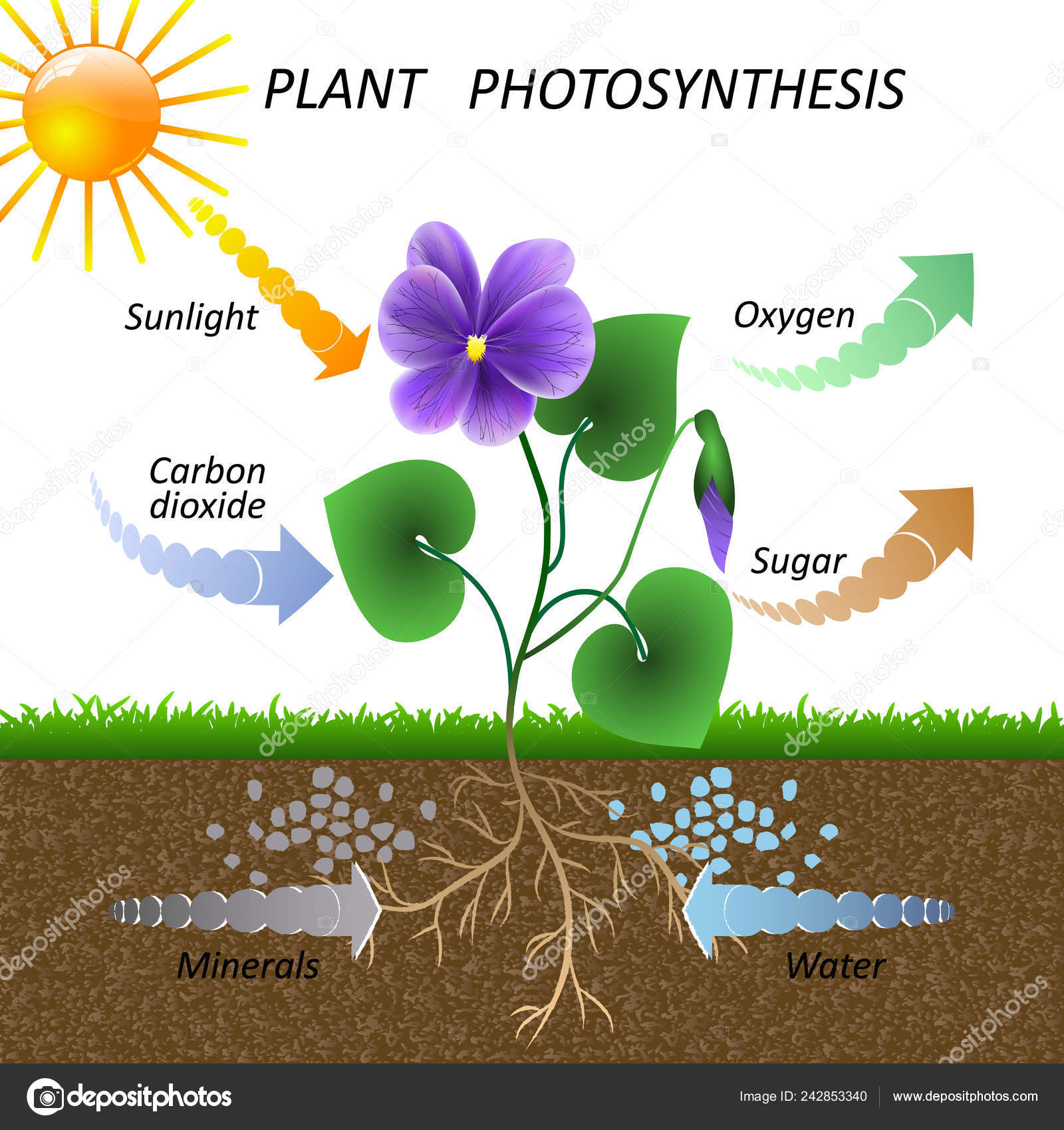 Diagram Of A Plant Photosynthesis Process