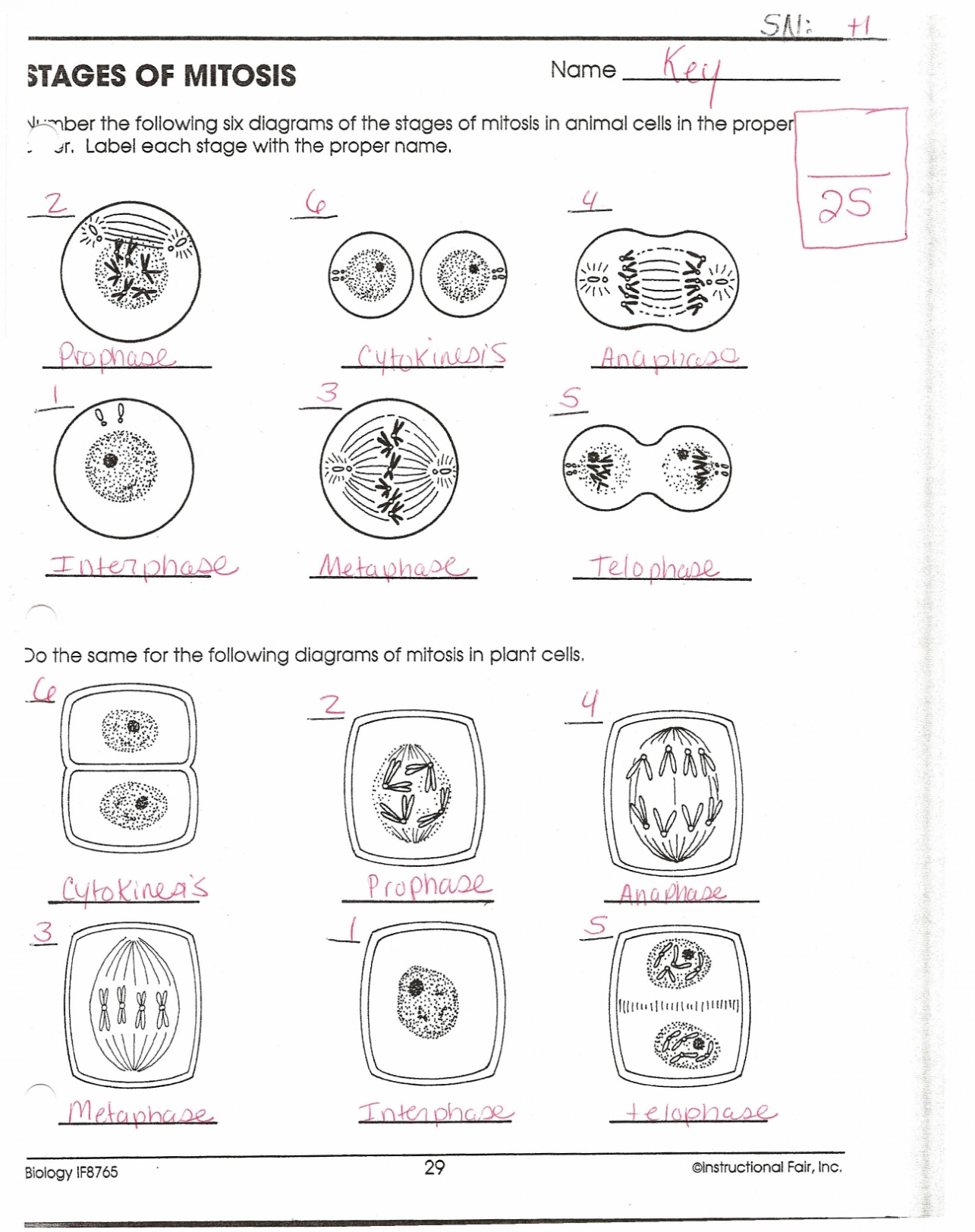 Mitosis Meiosis Venn Diagram Exatin info Mitosis Meiosis Venn Diagram Exatin info