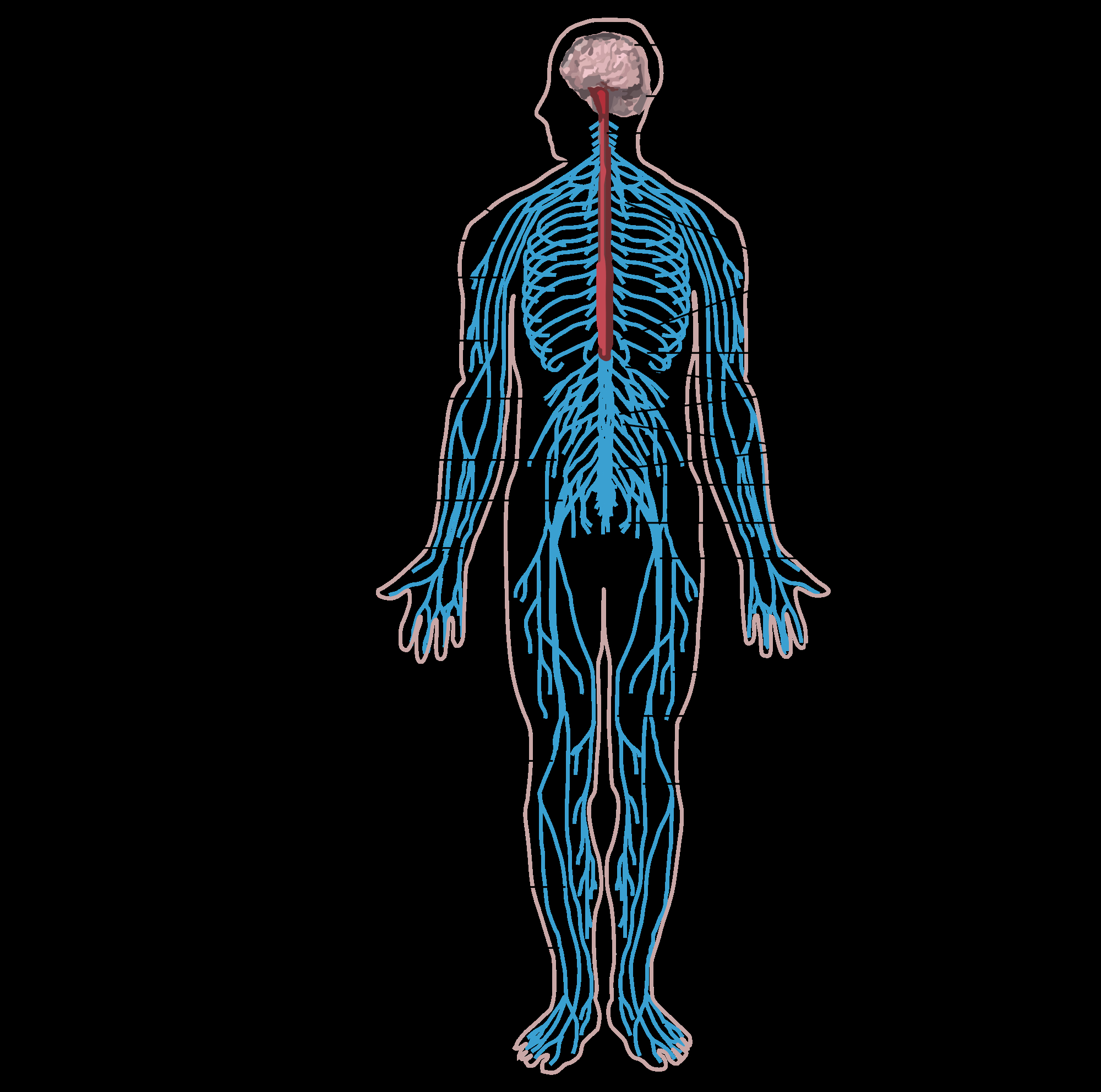 Nervous System Diagram Exatin info