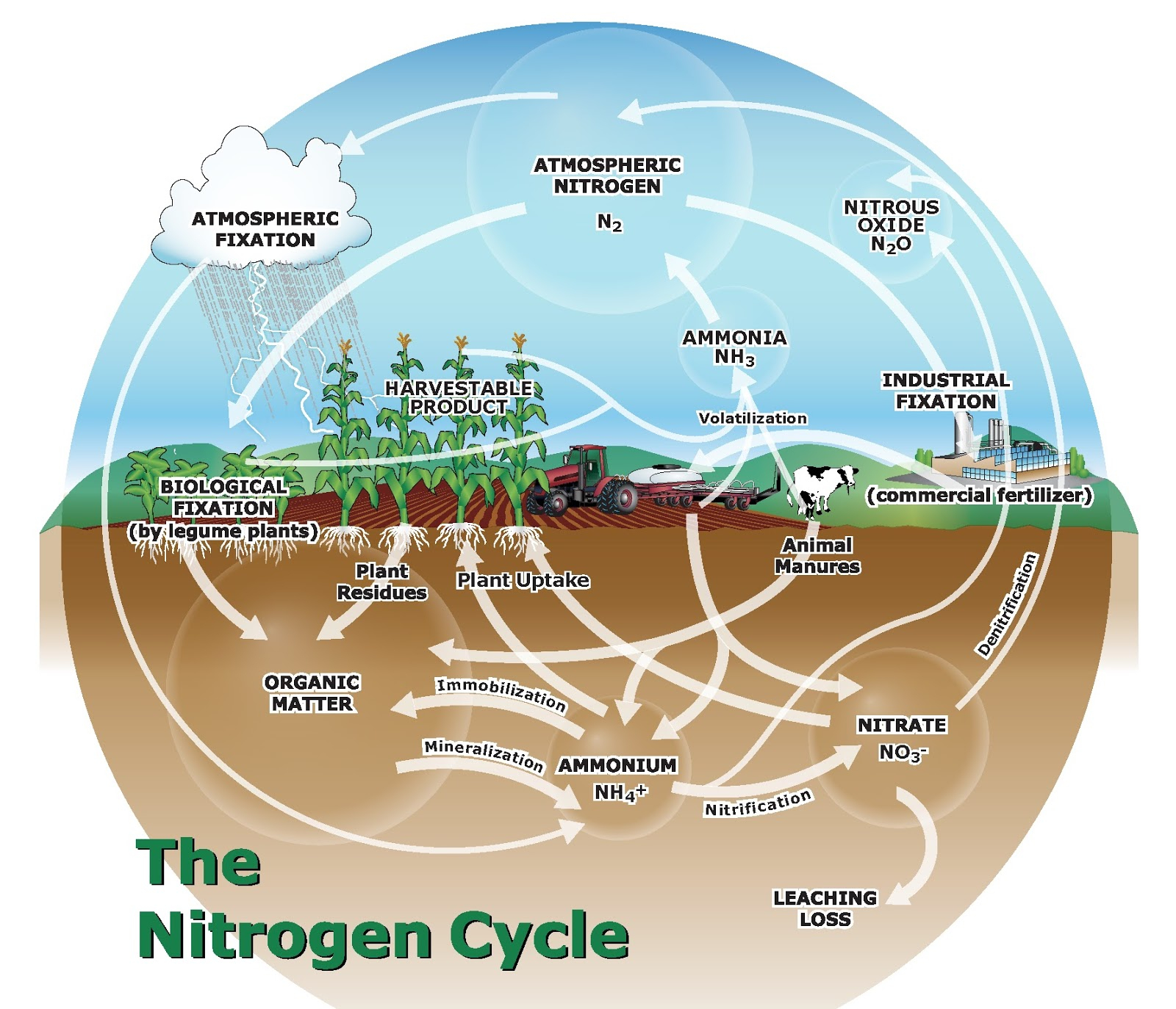 Diagram Of Nitrogen Cycle Diagram Of Nitrogen Cycle